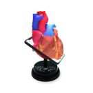 Macheta anatomica de asamblat Eastcolight, Inima | Noriel